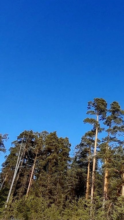 Разговор птиц.mp4