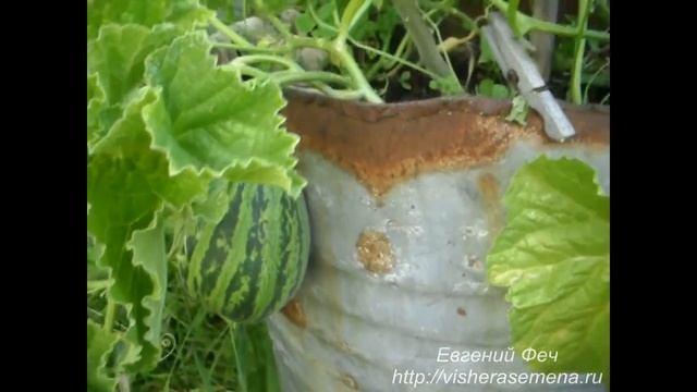 Китайский сорт дыни"Конфетка".Часть 2.