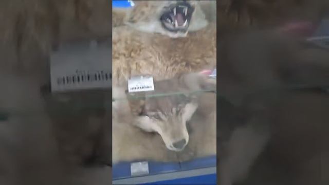 ХИЩНИК