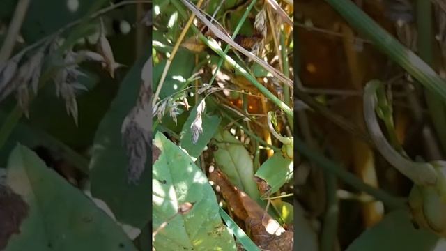 Жук путешественник