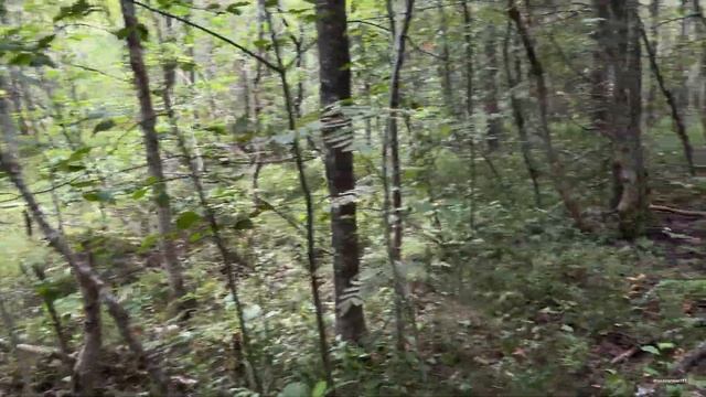 Нашли краснокнижные грибы. Ленинградская область. #тихаяохота #подосиновики #лисички