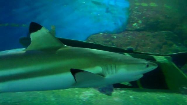 Океанариум в Паттайе - Underwater World Pattaya