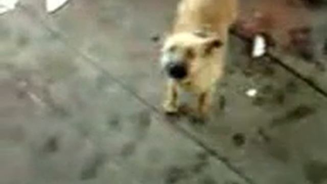 Маленькая Дина