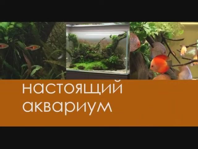 аквариумы 2016 /видео для внутреннего пользования, публичное размещение запрещено/