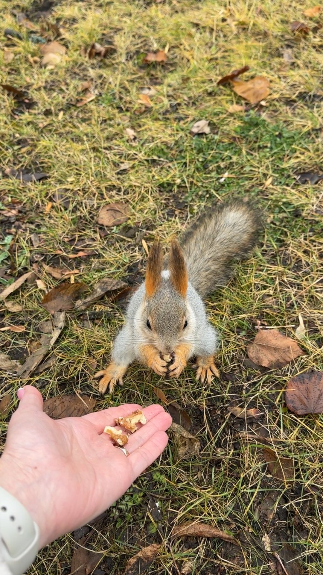 Кормлю белочку