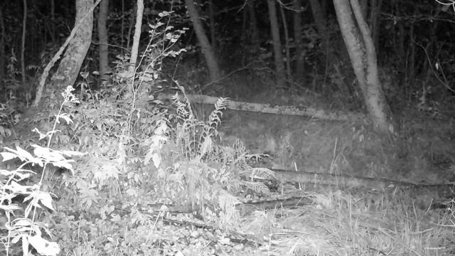 Устал сохатый. #лось #сохатый #гон