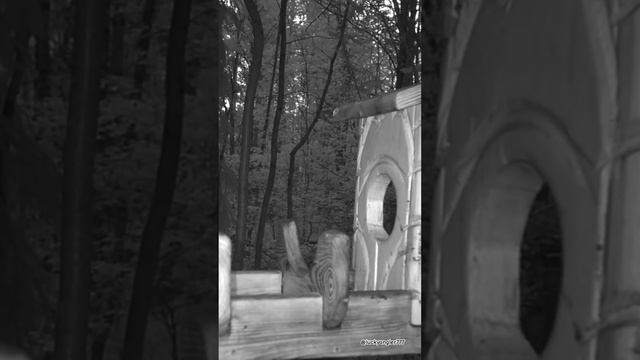 Как вкусно. #бурыймедведь #медведь #кормушка