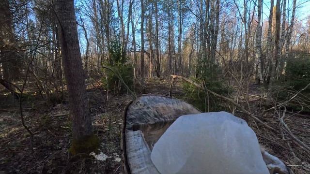 Весенний лес. Расставляю фотоловуши. Наполняю кормушки. #фотоохота #наблюдение #весна