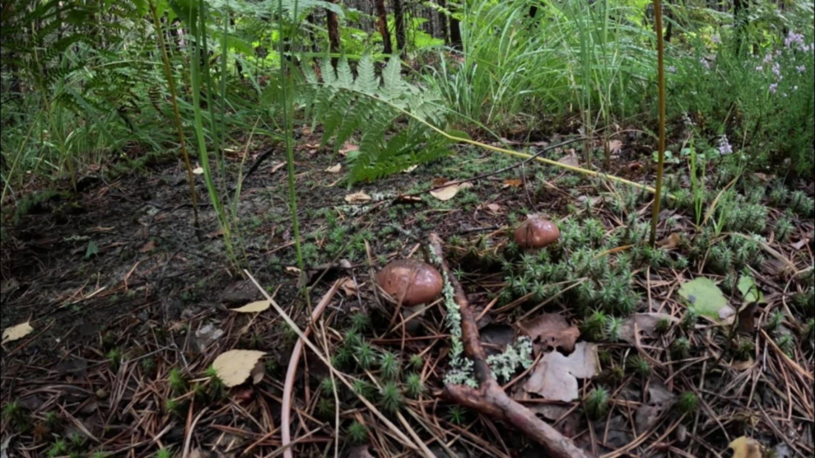 Маслята в сосновом лесу. Приехал на новое место и за несколько часов собрал много хороших грибов