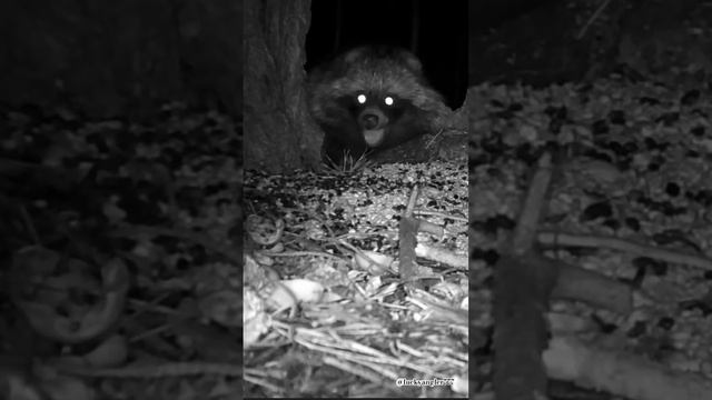 Енотовидные собаки. #RaccoonDog  #wildanimals #енотовиднаясобака.