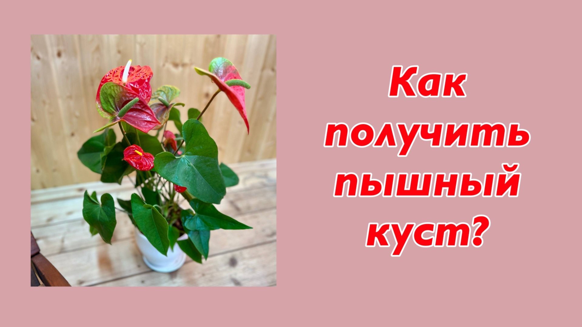 №91. Антуриум. Формируем большой куст и получаем цветение круглый год.