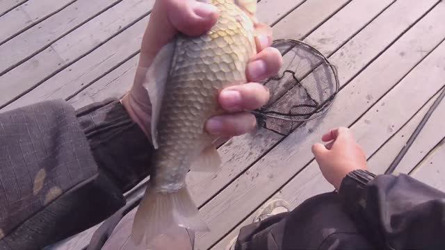 ЛОВЛЯ КАРАСЯ НА ПОПЛАВОК. КАРАСИ ВЫКЛАДЫВАЮТ ПОПЛАВОК, ПОДНИМАЮТ И ТОЩАТ В КАМЫШ