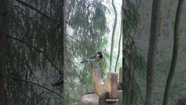 Мои лесные гости. #дикиеживотные #фауна #ленинградскаяобласть