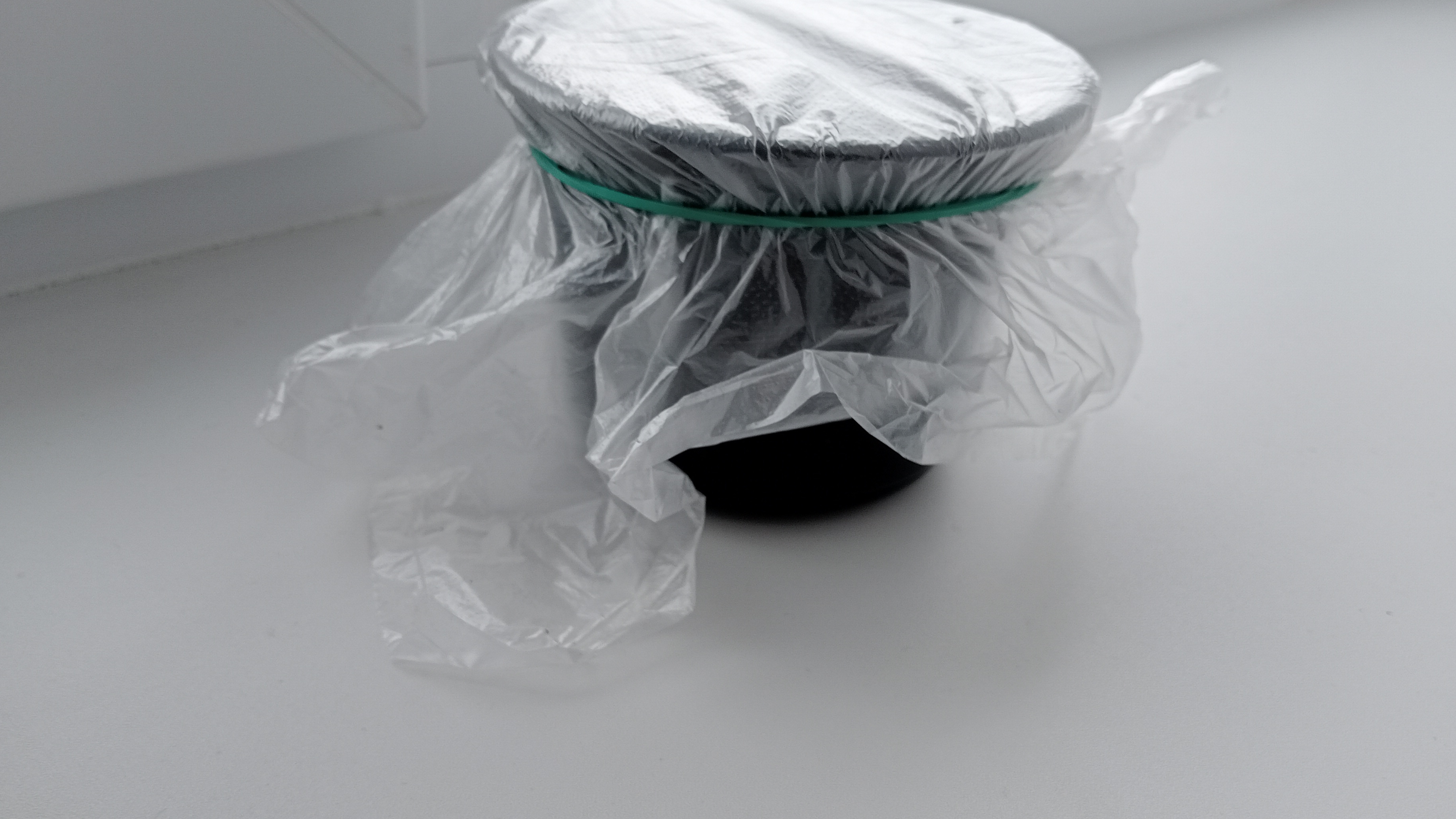 Вырастить хурму  из косточки. Без проблем