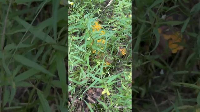 Лисички. Ленинградская область. #лисички #тихаяохота #грибы