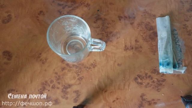 Посадка семян арбуза в пеленки