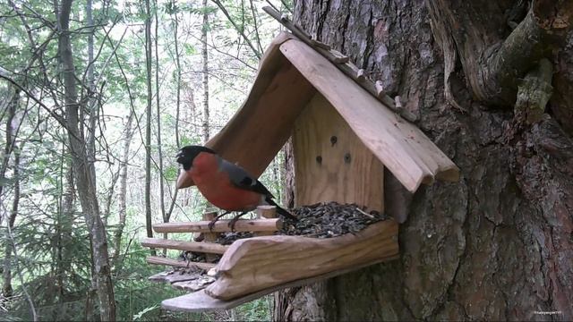 Зяблик и снегирь. Кормушка для птиц Ленинградская область. #фотолхота #птицы #кормушка