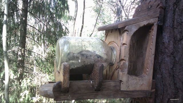 Дятел запаниковал… #паника #дятел