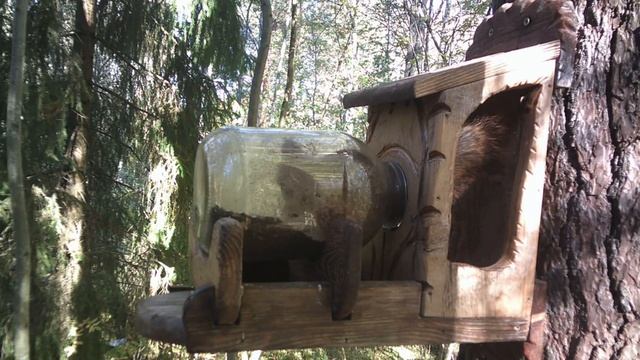 Забавные белки на кормушке в лесу. #белки #кормушка