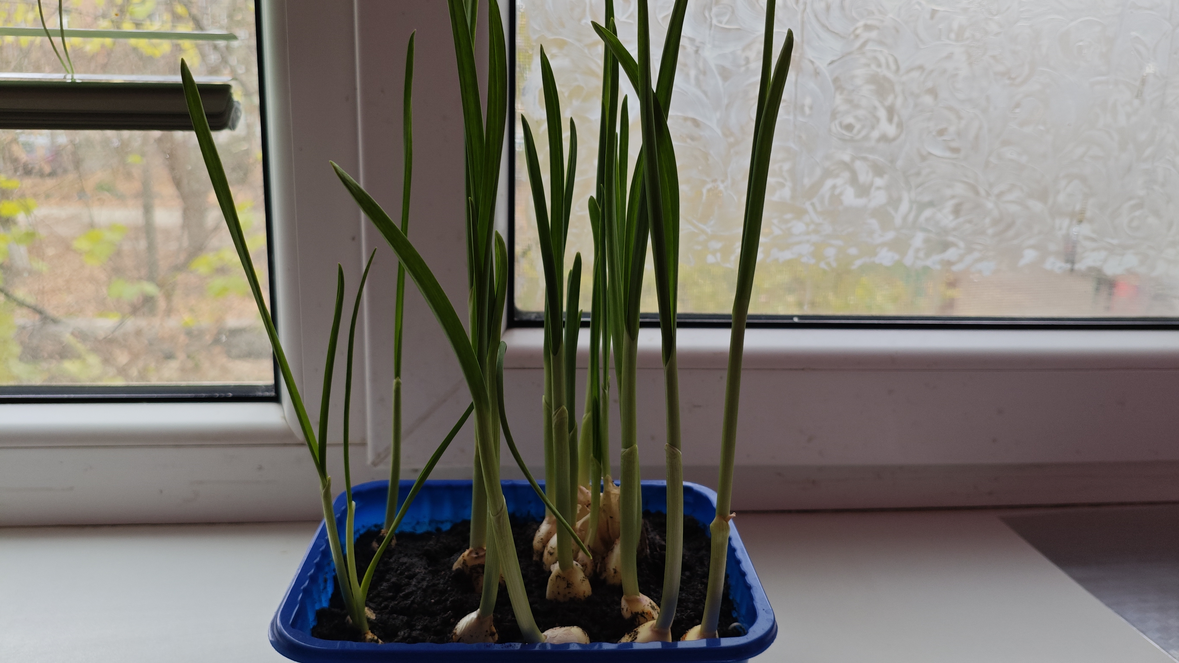 Как вырастить чеснок на зелень .Часть 2.Свежая зелень зимой