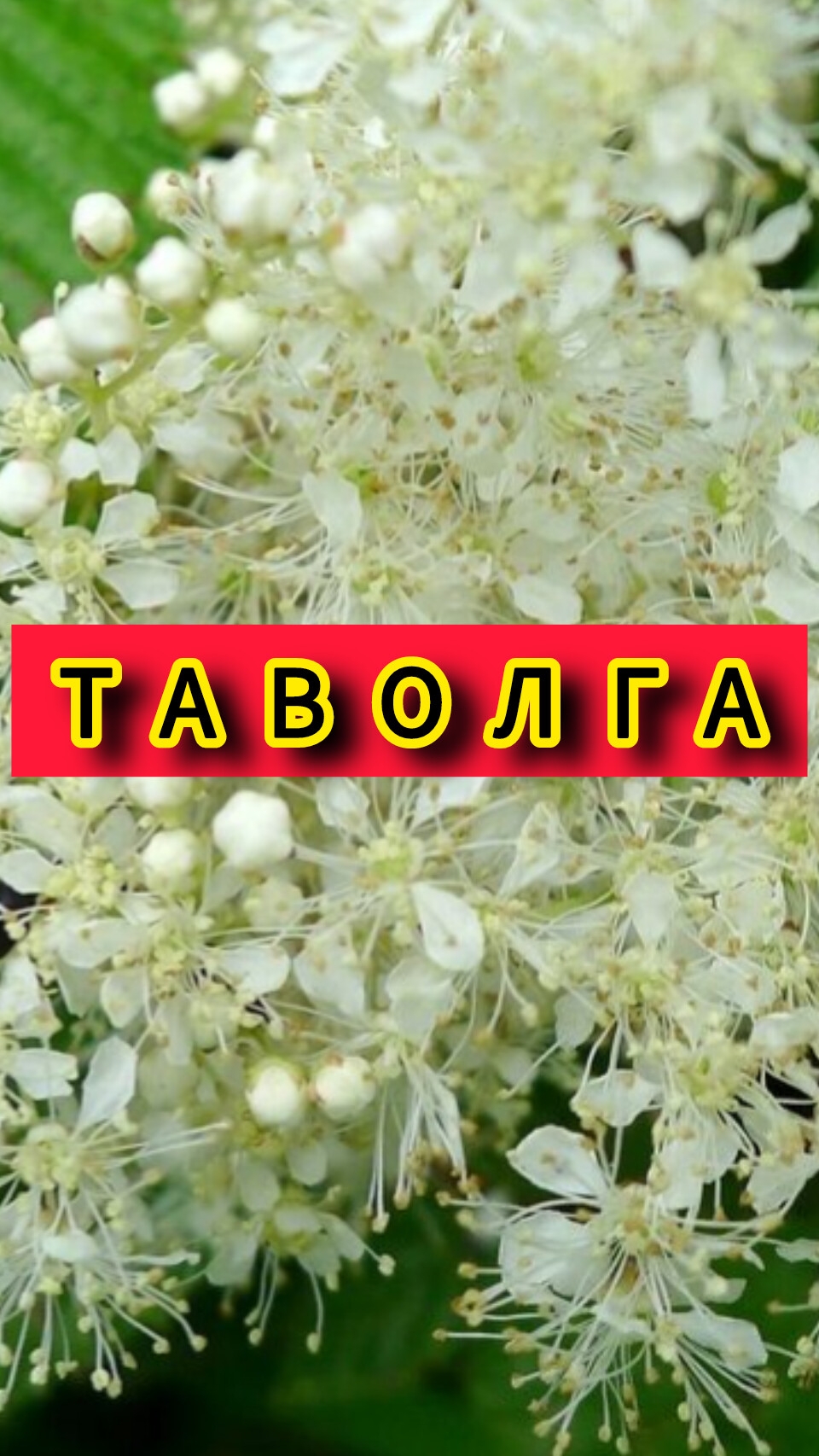 Таволга дарующая здоровье