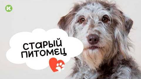 Питомец старый или больной?