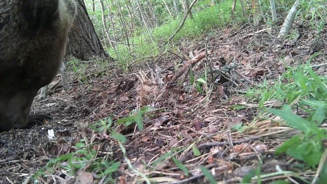 Хозяин леса. Медведь. #медведь #зверь #хищник