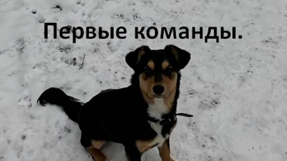 Гуляем с щенком.