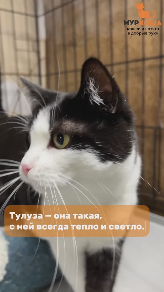 Тулуза (уже дома)