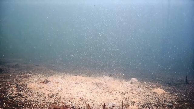 Рыба боится белой прикормки? Проверяю МИФ.  Не ожидал такой реакции