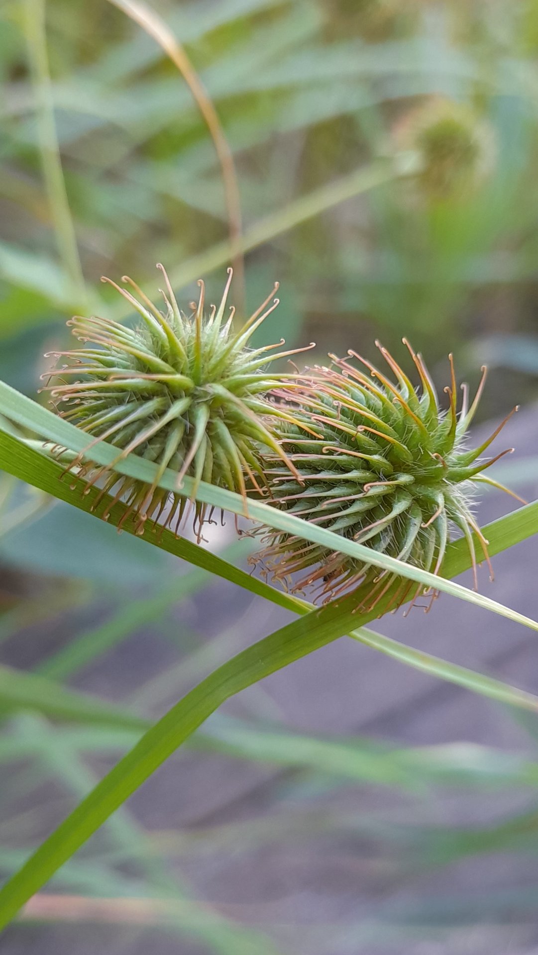 Семейство колючих