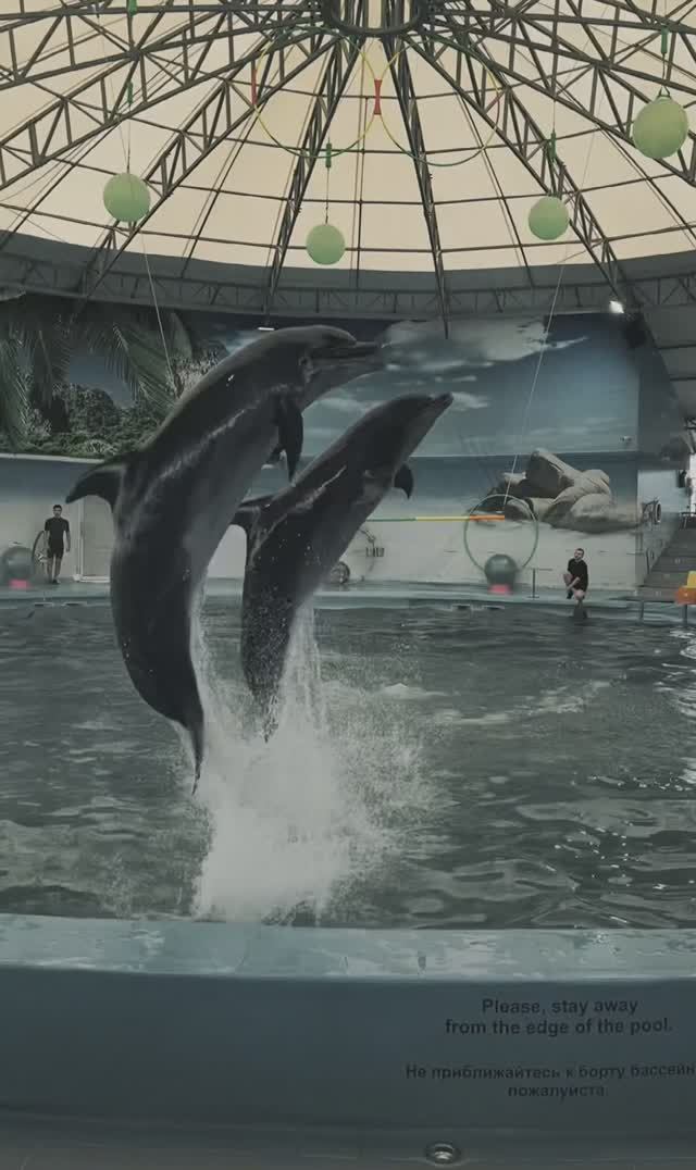 🐬 Дельфинарий на Пхукете — погружение в мир чудес! 🐬