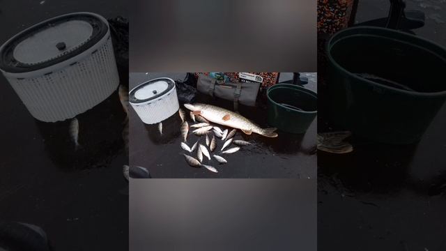Первый лед 2024-2025🎣 Сегодня порыбачил на Водохранилище🎣 Лед около 10 сантиметров.