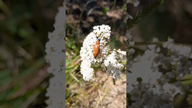 Любознательный жук