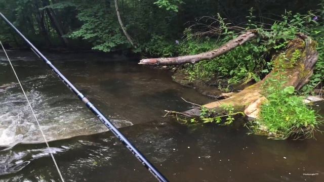 С Днём Рыбака!!! И рыбку поймал, и Грибов насобирал. #грибы #форель #рыбалка