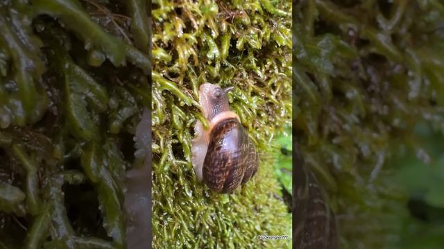 Улитка Лидка. #улитка #муравьи #мох