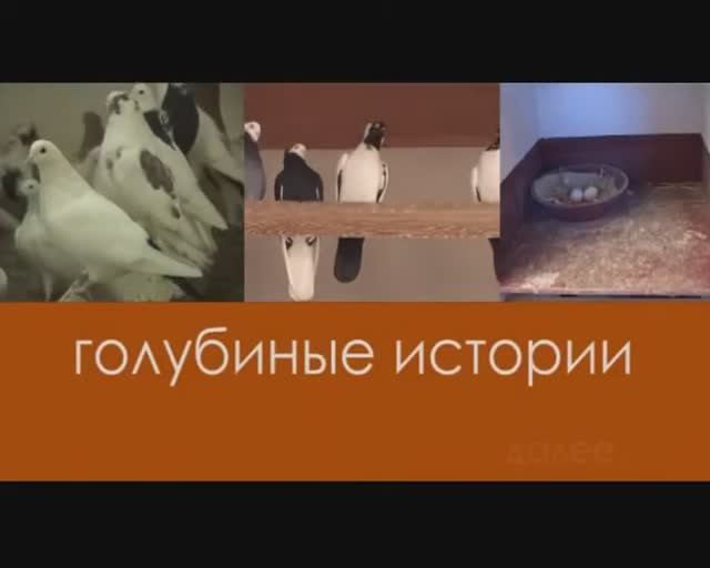 "голубиные истории"/видео для внутреннего пользования, публичное размещение запрещено/