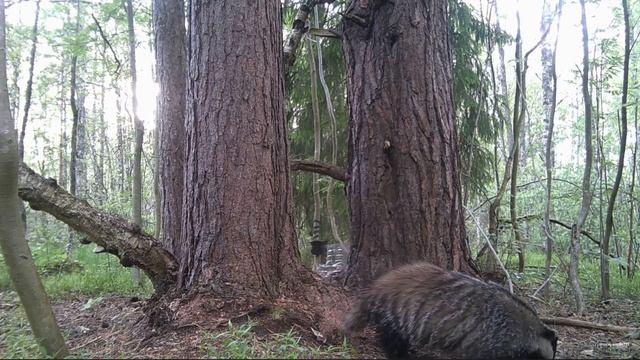 Редкий гость в гостях. Барсук. #барсук #фотоохота #лес