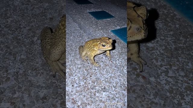 Тайская царевна. #лягушка #frog #тайланд