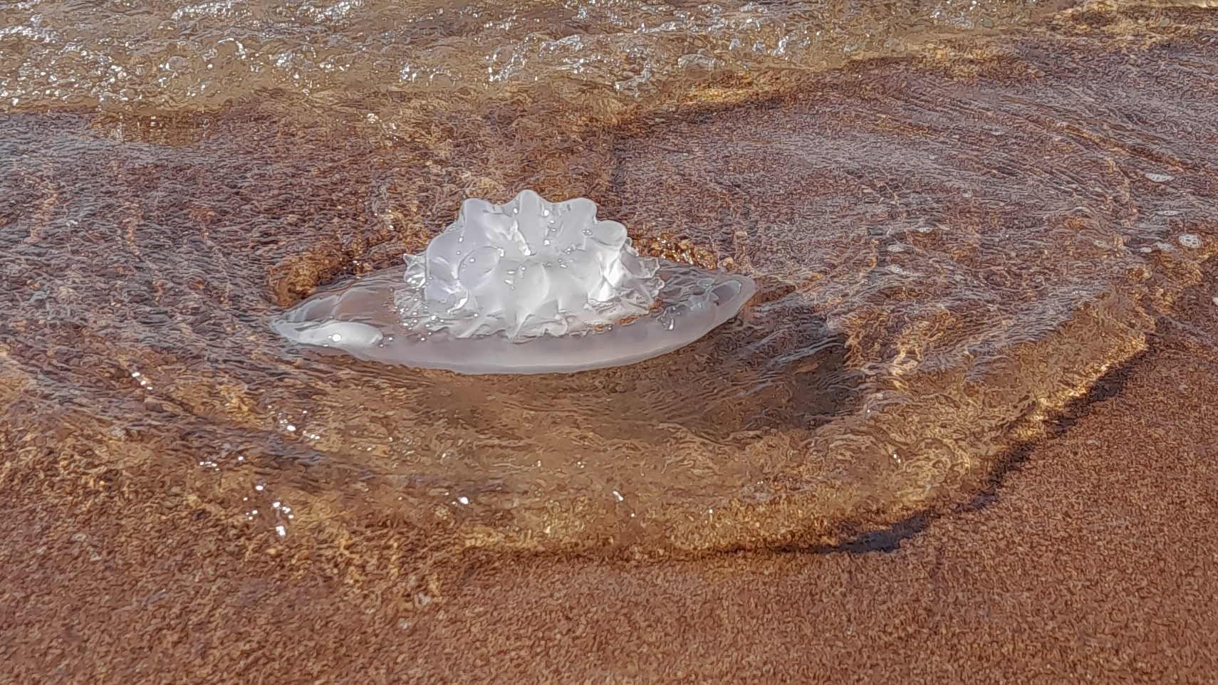 Красивая Медуза