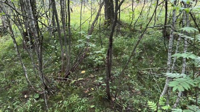 Грибы и ягоды 2024. Обстановка в лесу Ленобласть. #грибы #ягоды #урожай