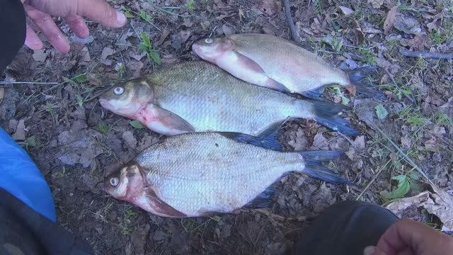 РЫБАЛКА НА ФИДЕР В ИЮНЕ. КРУПНЫЙ ЛЕЩ ПОПЕР, КАК ДАЛИ ТЕЧЕНИЕ НА РЕКЕ. СОСЕДИ НА САЗАНА