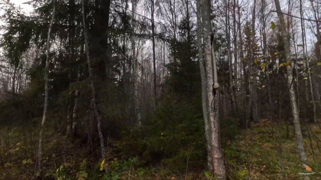 Из города в деревню и сразу в лес. #уаз #фотоловушки #влес