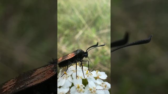 Завтрак пестрянки. #макро #macro #relaxing