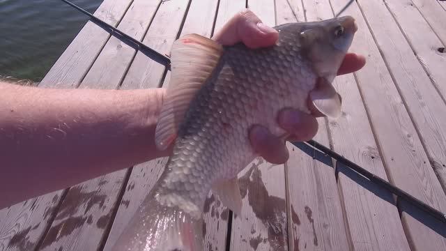 ЛОВЛЯ КАРАСЯ НА МАХАЛКУ. ПРИШЕЛ НА ЖОР КАРАСЯ РАННИМ УТРОМ