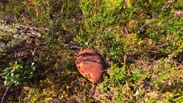 Тихая охота. Сезон 2024. Ленинградская область. #тихаяохота #боровики #грибы2024