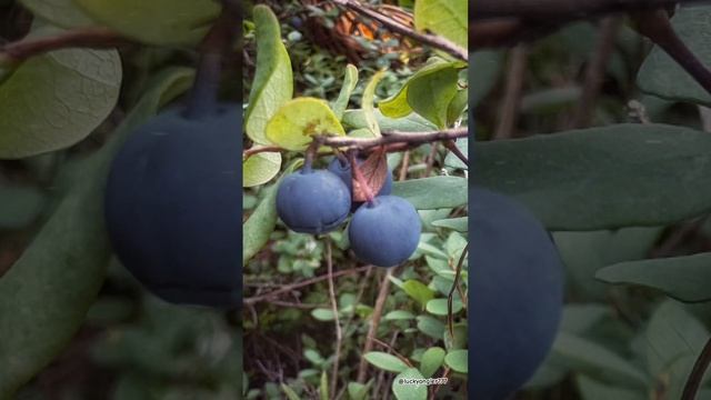 Всем хватит. #ягоды #ленинградскаяобласть #ленобласть