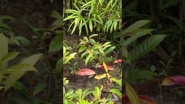 Тупайя #тупайя #тайланд #самуи