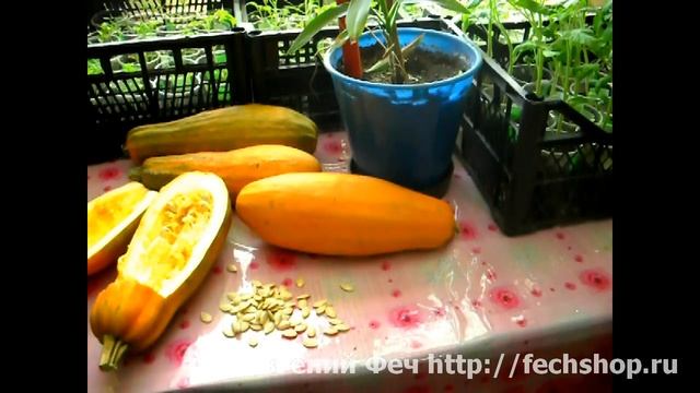 Долгохранящийся сорт кабачка, Зимний красавец.