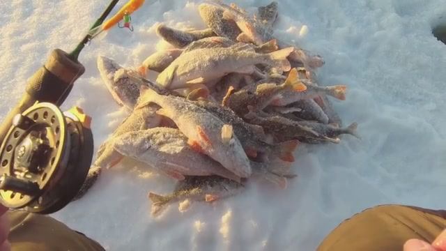 РАЗБУРИЛИ КОРЯЖНИК В ХЛАМ. СКОЛЬКО ТАМ ОКУНЯ. ЛАКИ ДЖОН ОПЯТЬ ВЫРУЧАЕТ.